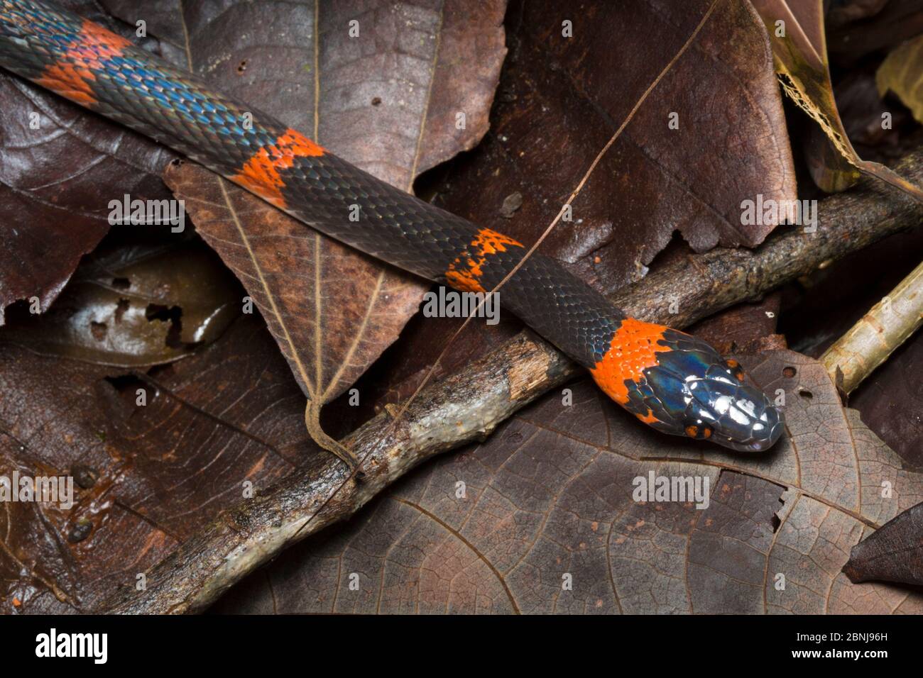 False coral snake / Bush racer / Forest flame-snake (Oxyrhopus ...