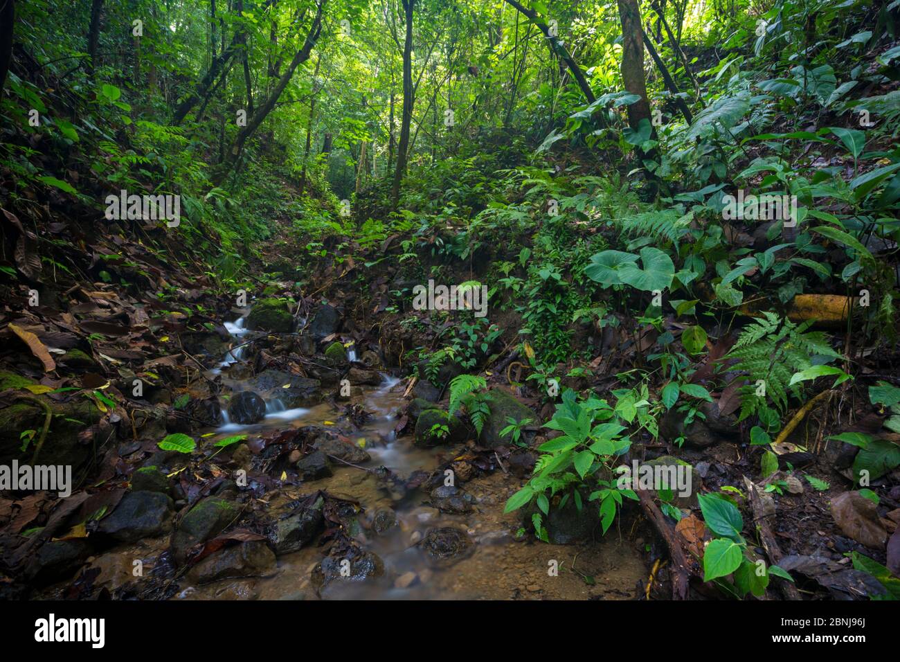 Golfodulcean poison frog (Phyllobates vittatus) habitat - a rainforest ...