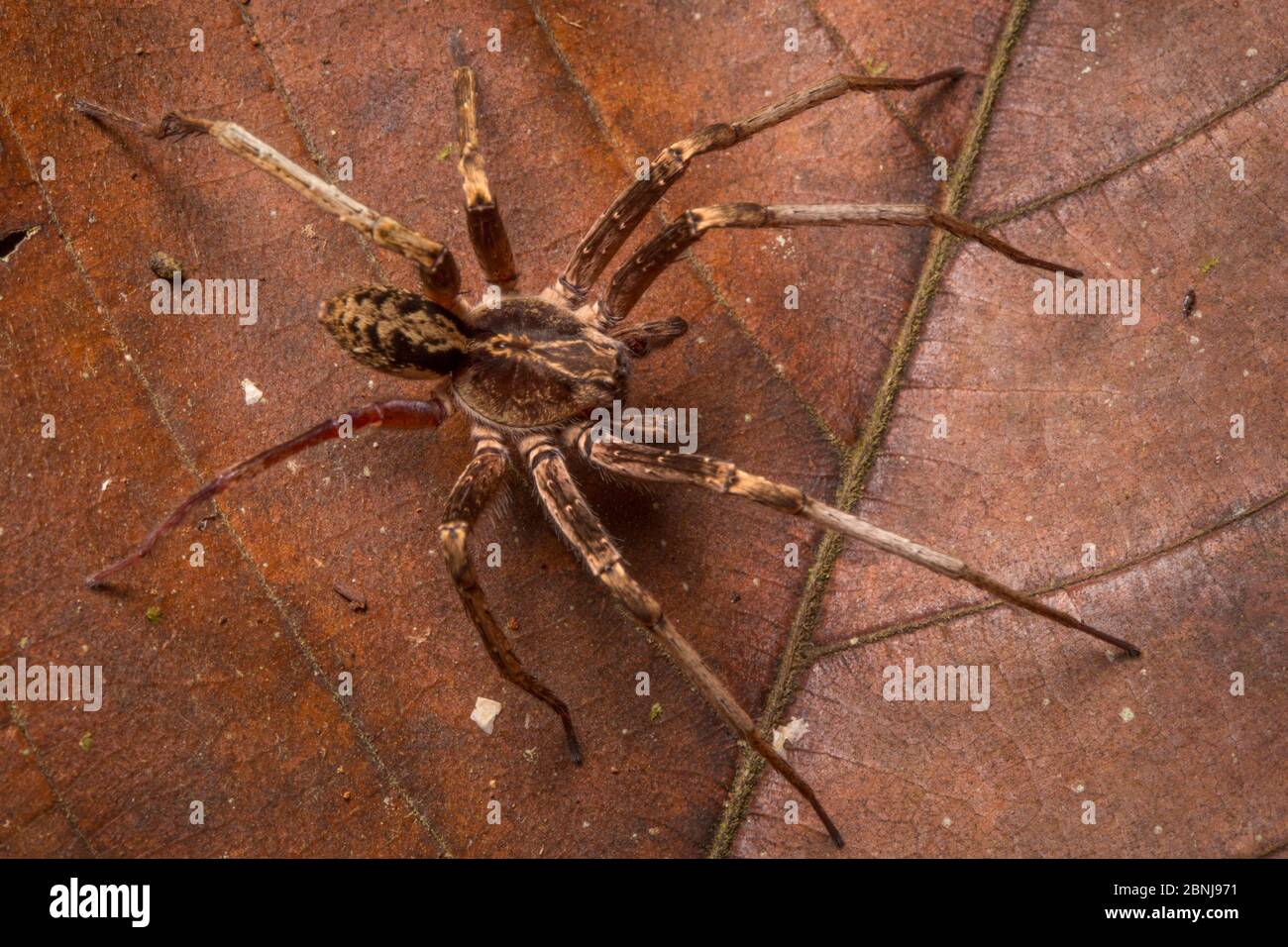 Wandering spider [Ctenidae) on rainforest floor at night, Osa Peninsula ...