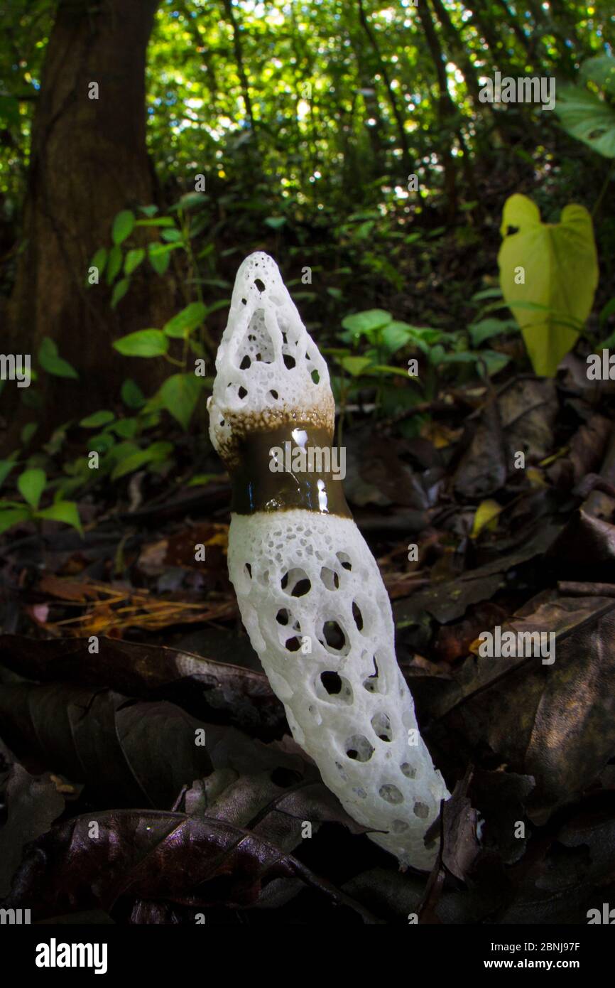 Strangled stinkhorn fungus (Staheliomyces cinctus) Osa Peninsula, Costa ...