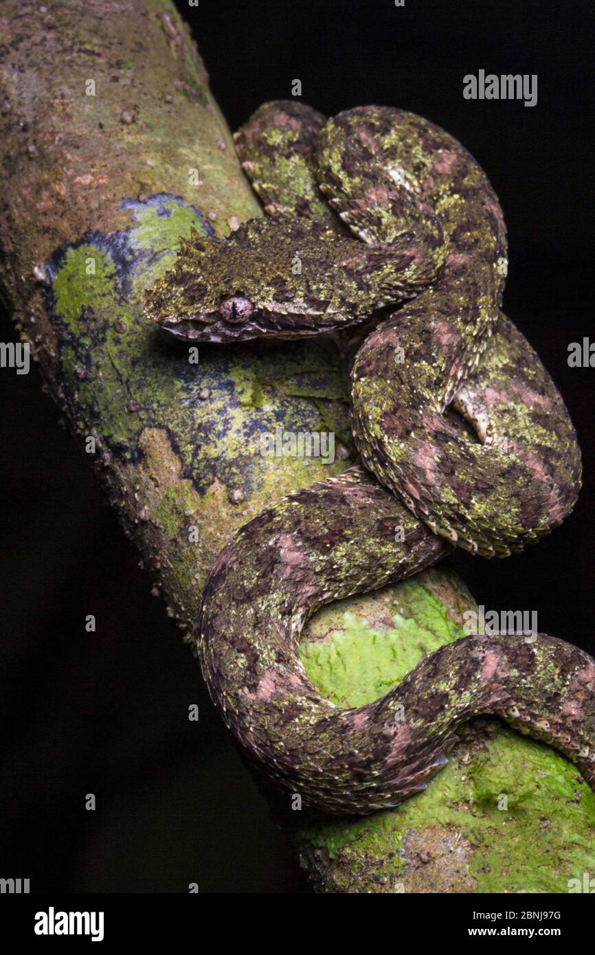 Eyelash pit viper (Bothriechis schlegelii) Osa Peninsula, Costa Rica ...