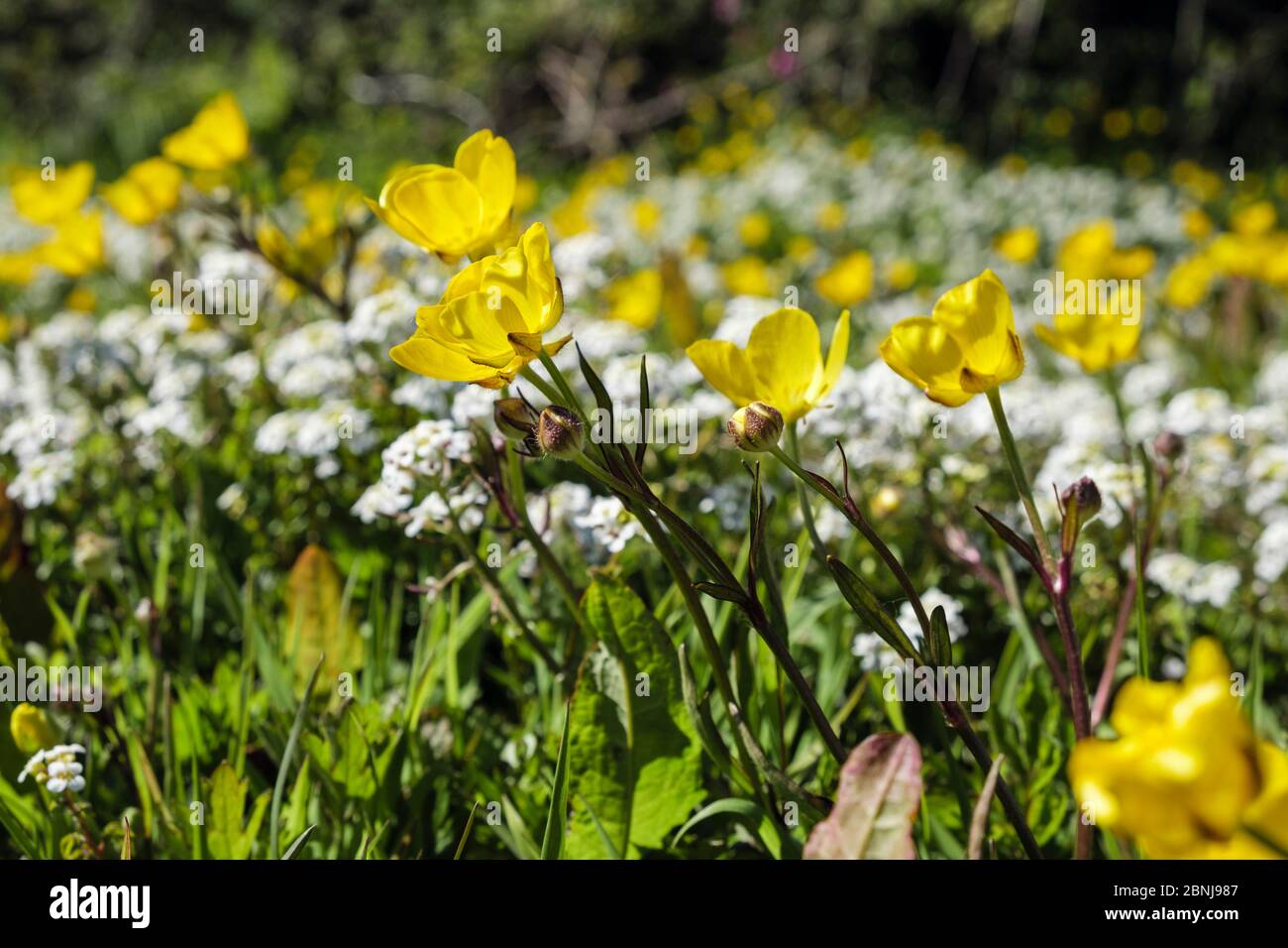 Buttercups hi-res stock photography and images - Alamy
