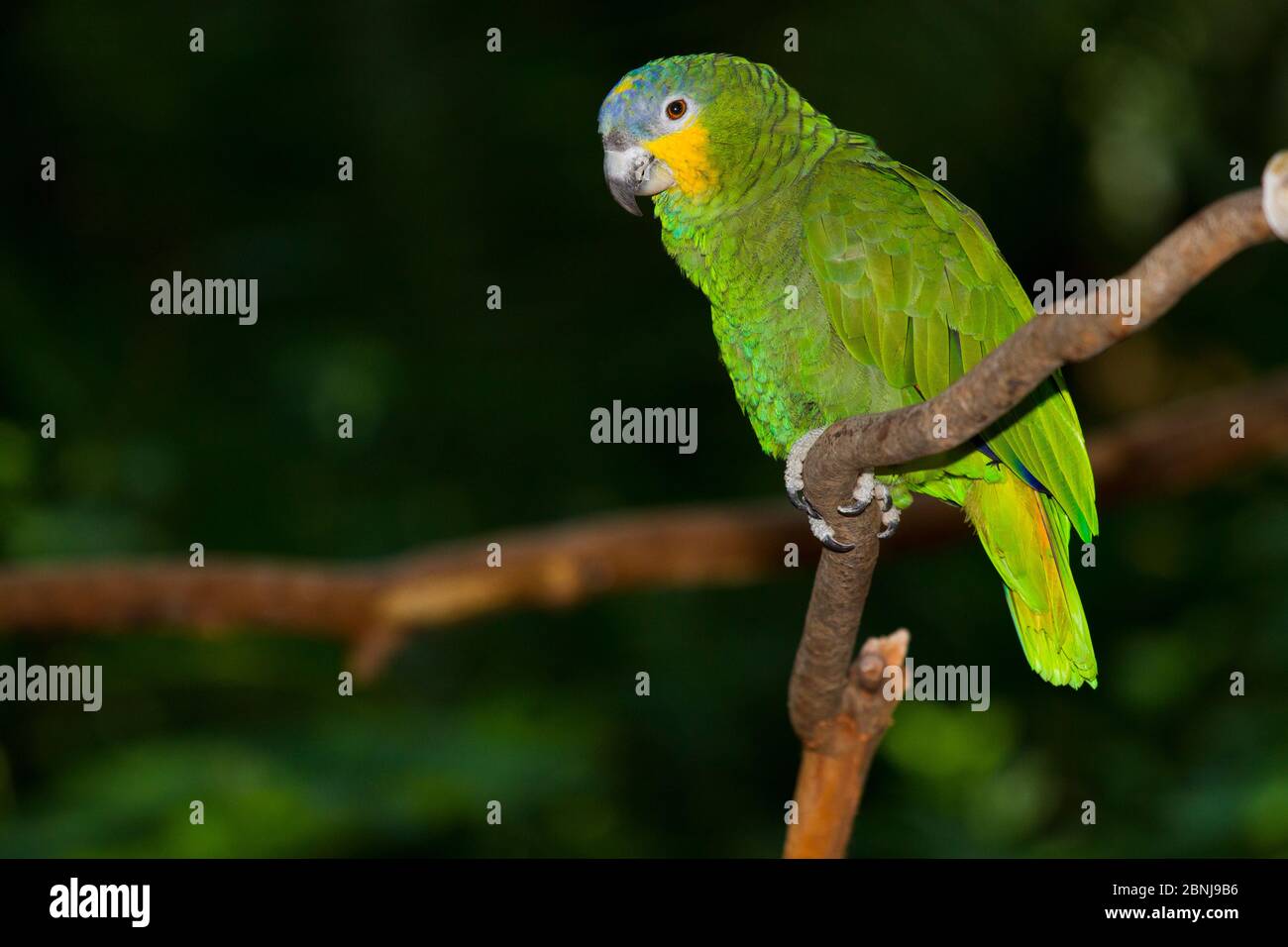 Amazona aestiva birds hi-res stock photography and images - Alamy