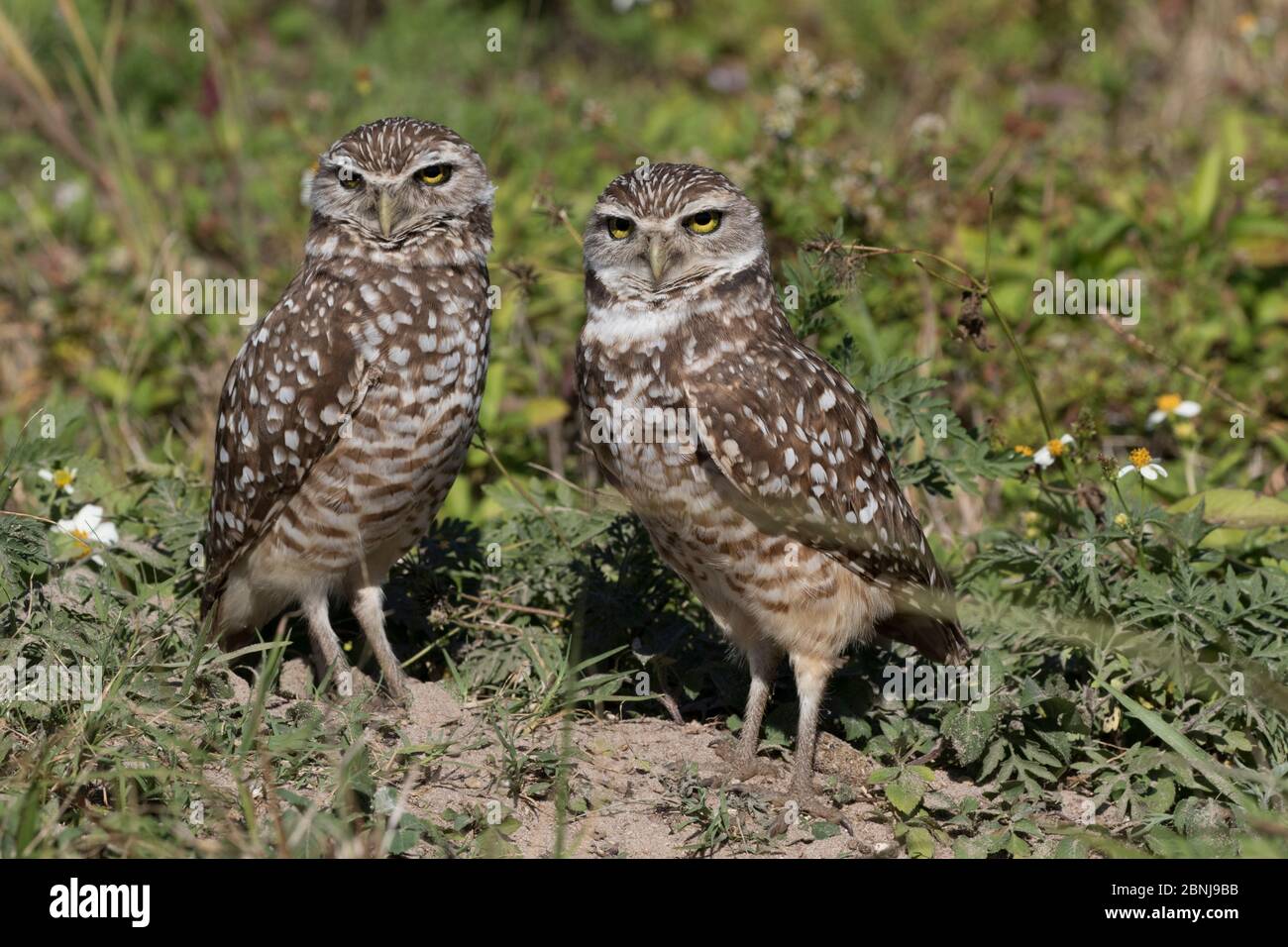 Florida burrowing owls (Athene cunicularia floridana) by burrow in ...