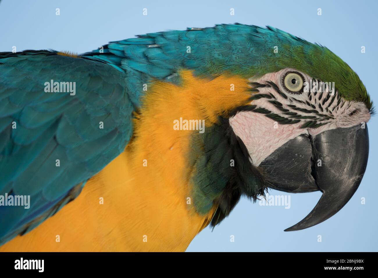 Blue and gold macaw (Ara ararauna), portrait, captive. Occurs in South ...