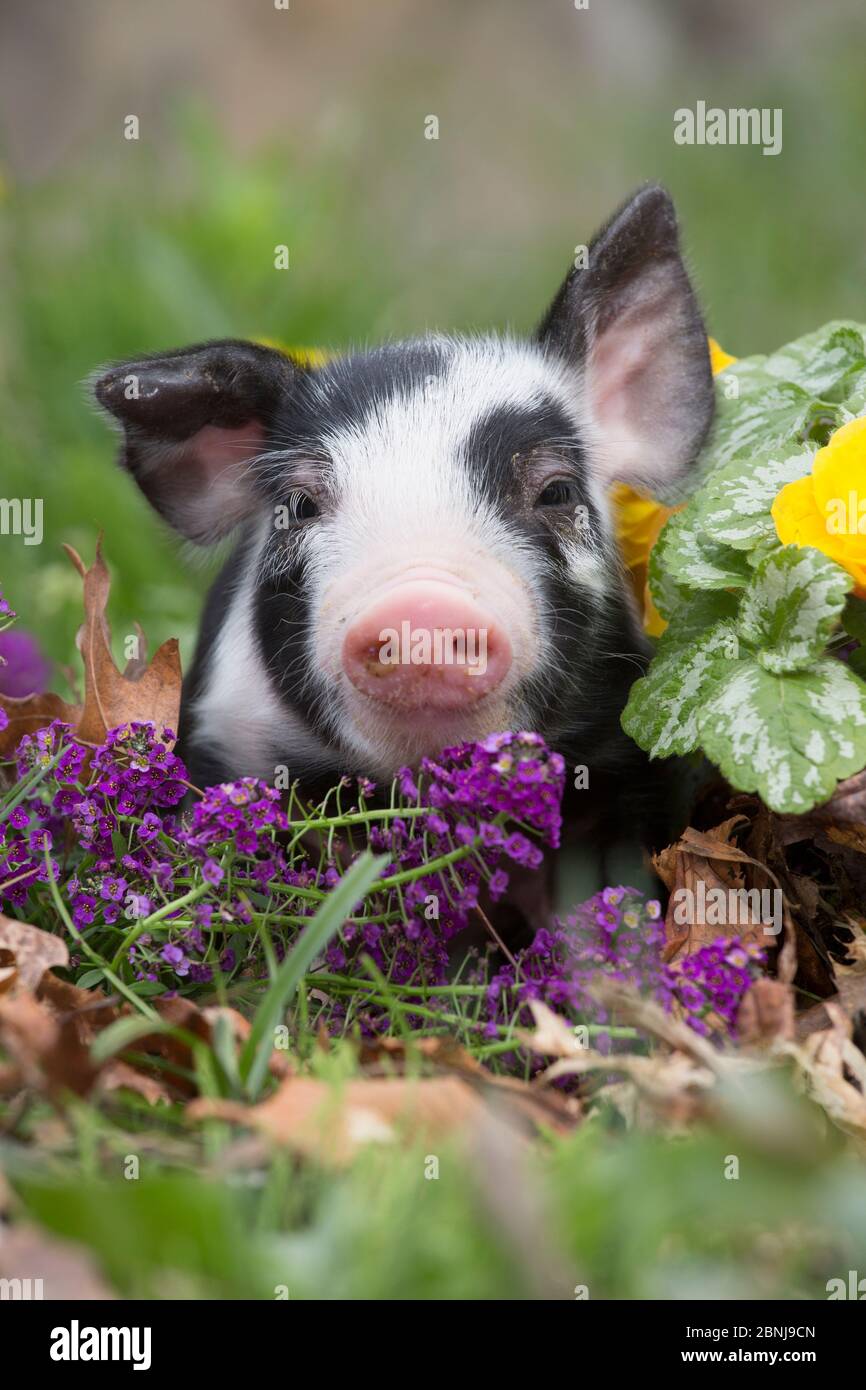 The Cutest Piglet In Spring