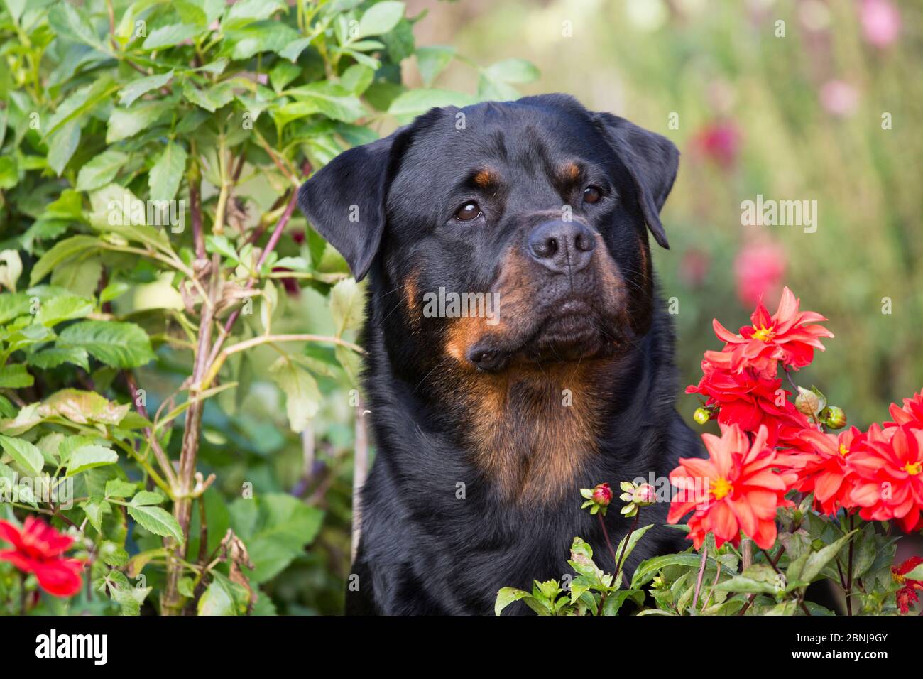 Rottweiler in early autumn flower garden, Waterford, Connecticut, USA ...
