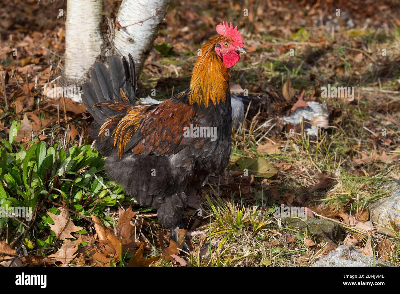 Maran rooster hi-res stock photography and images - Alamy