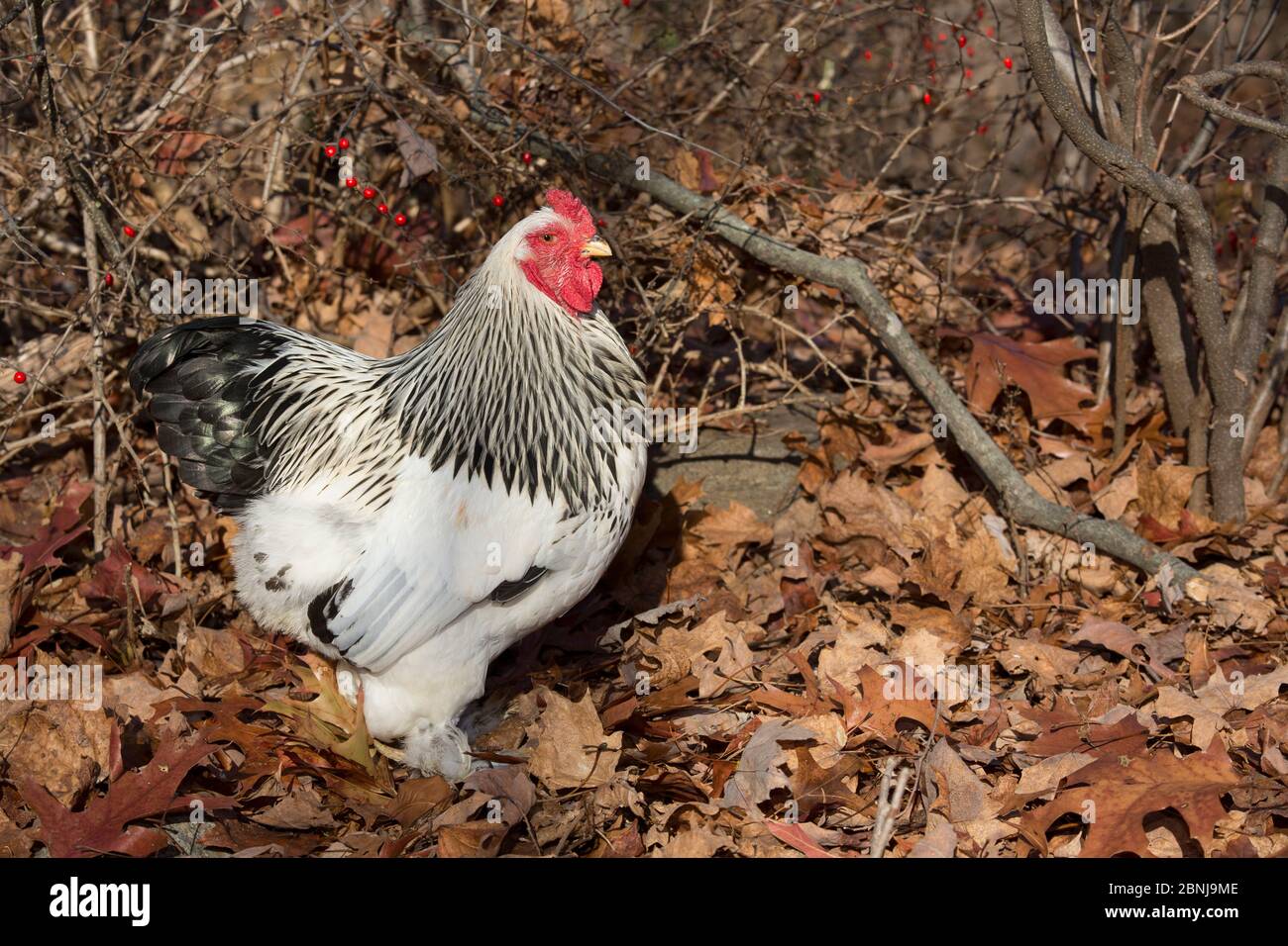 Silver-laced bantam Brahma rooster, Terryville, Connecticut, USA Stock ...