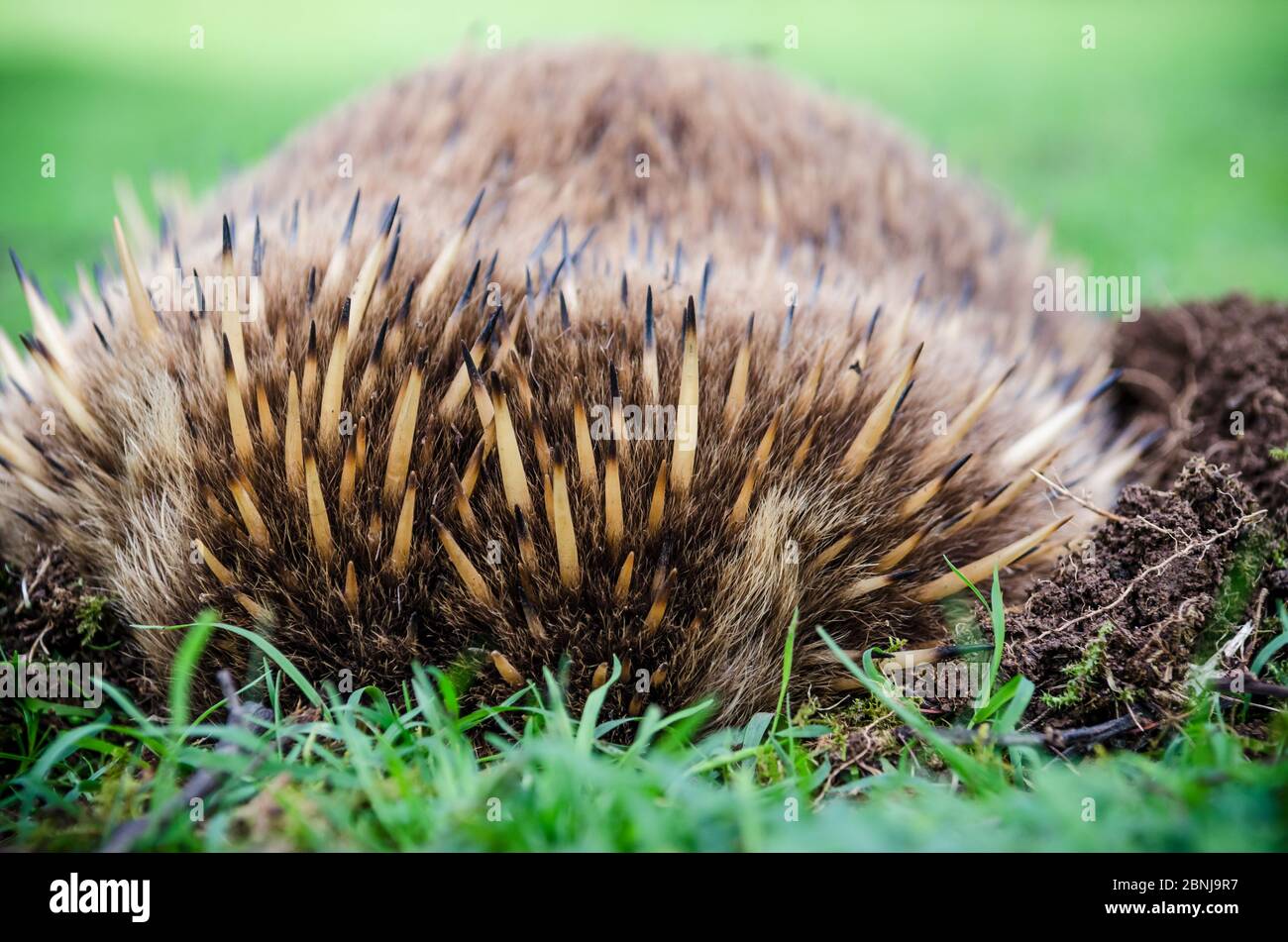 Female echidna hi-res stock photography and images - Alamy