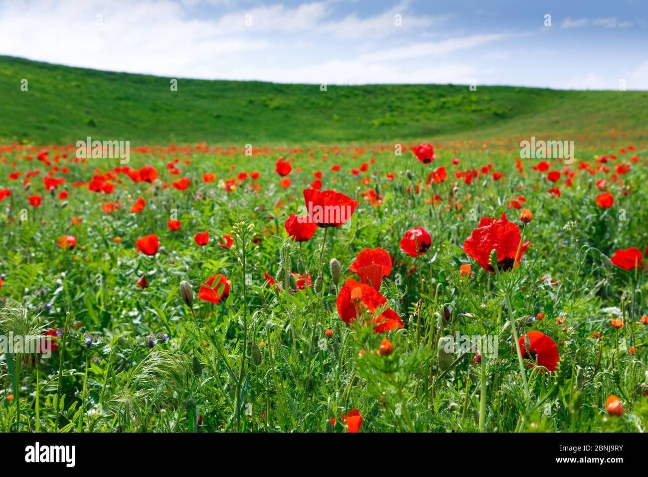 Blooming meadow of red poppies. Beautiful summer landscape with ...