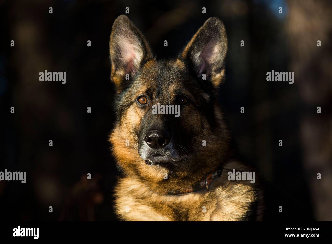 German Shepherd Dog in wintertime woods, Tolland, Connecticut, USA ...