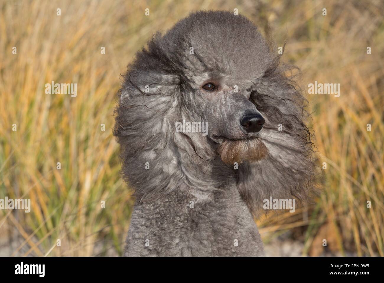 Standard Poodle on beach dune, Waterford, Connecticut, USA Stock Photo ...
