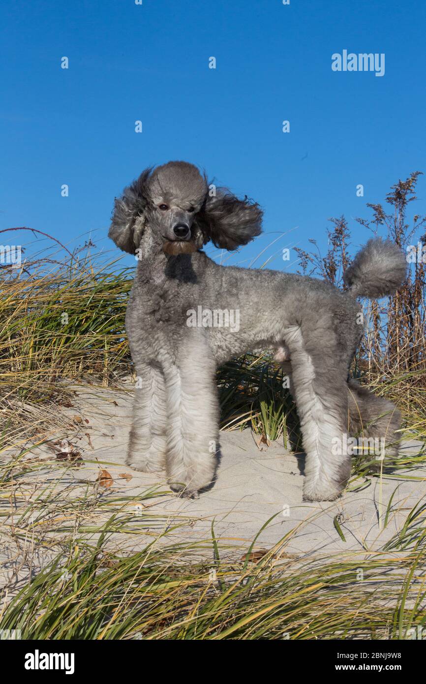 Standard Poodle on beach dune, Waterford, Connecticut, USA Stock Photo ...