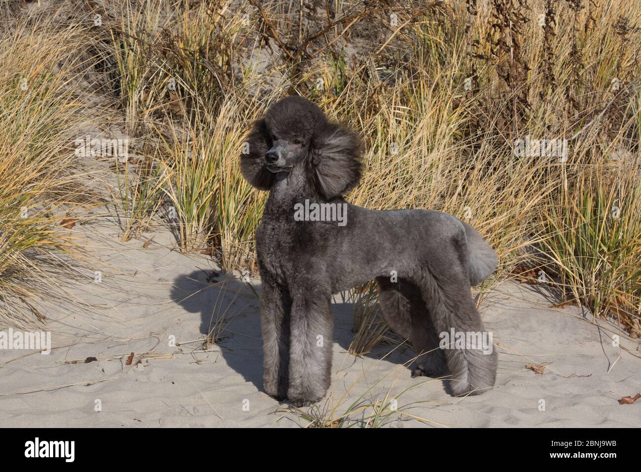 Standard Poodle on beach dune, Waterford, Connecticut, USA Stock Photo ...