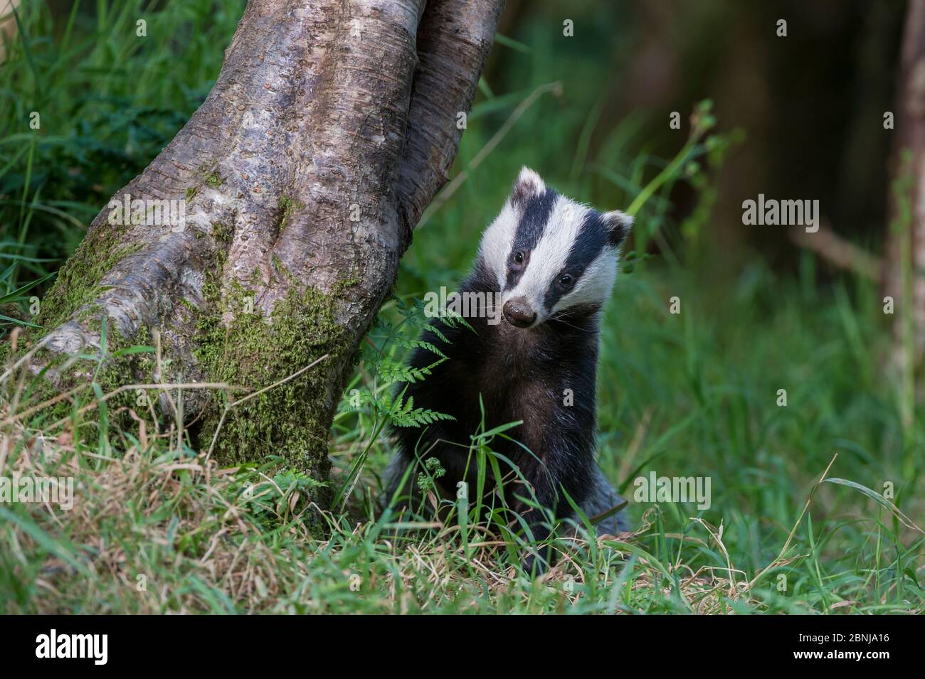 European badger (Meles meles) foraging in deciduous woodland. June, Mid ...