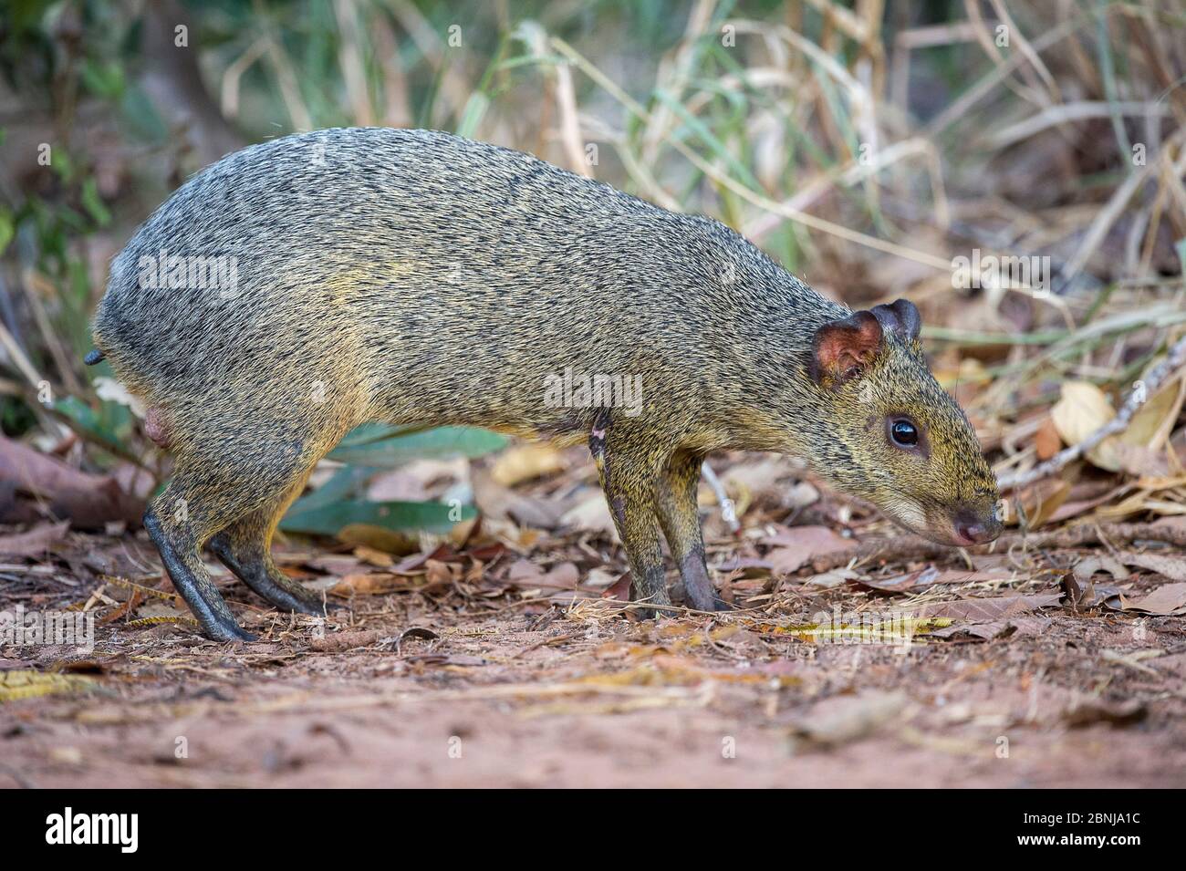 Dasyprocta paraguayensis hi-res stock photography and images - Alamy