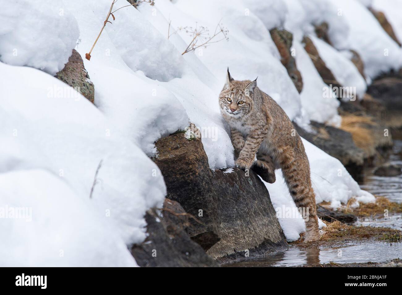 American Bobcat Winter Hunting High Resolution Stock Photography and ...