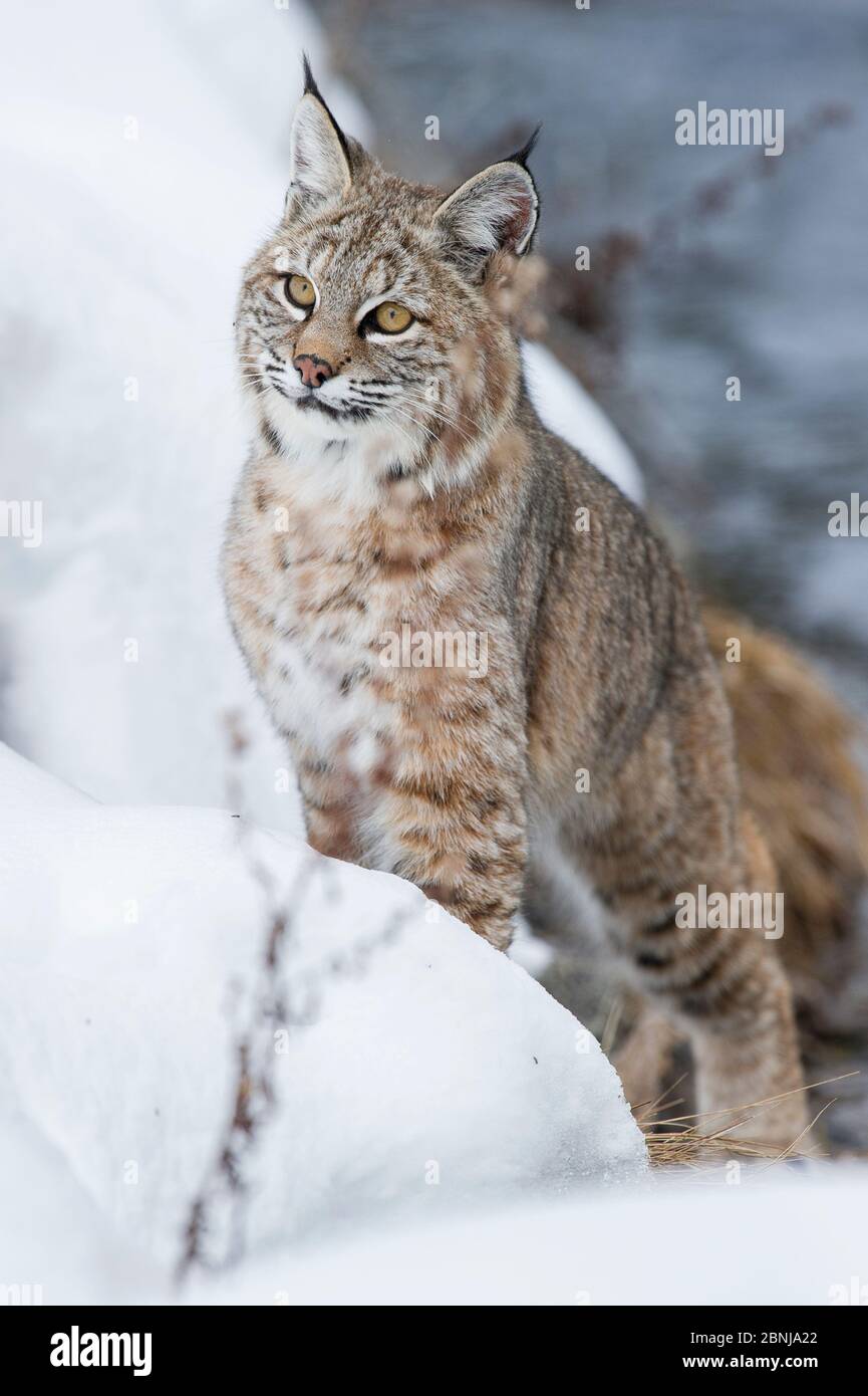 American bobcat hi-res stock photography and images - Alamy
