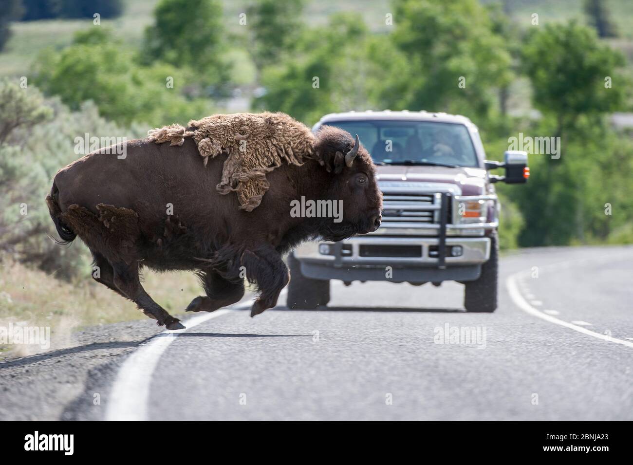 American bison running hi-res stock photography and images - Alamy