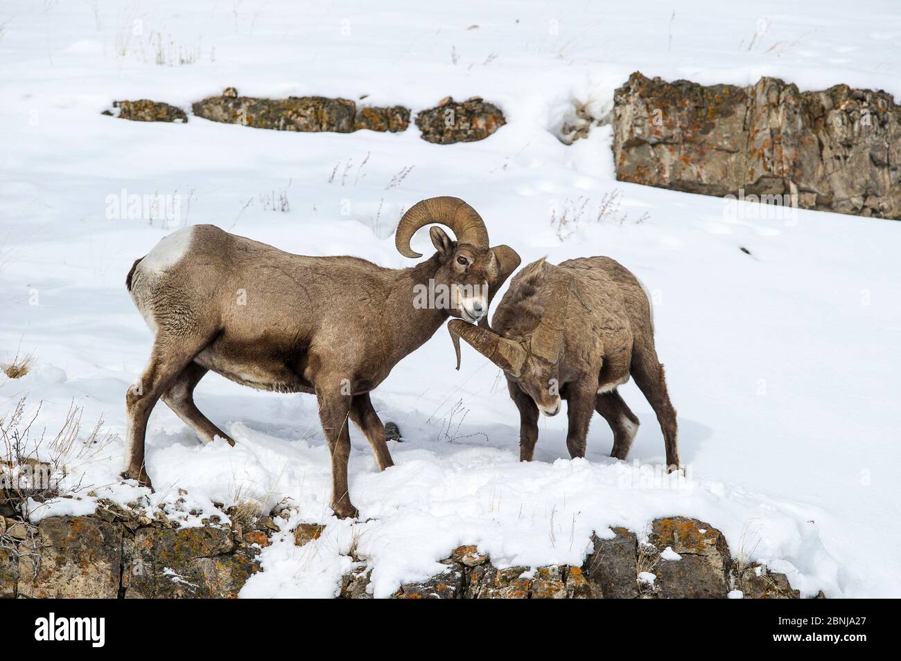 Bighorn sheep fighting hi-res stock photography and images - Alamy