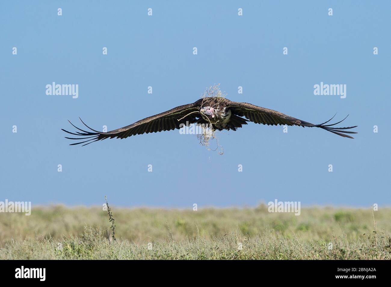 Black vulture nest hi-res stock photography and images - Alamy