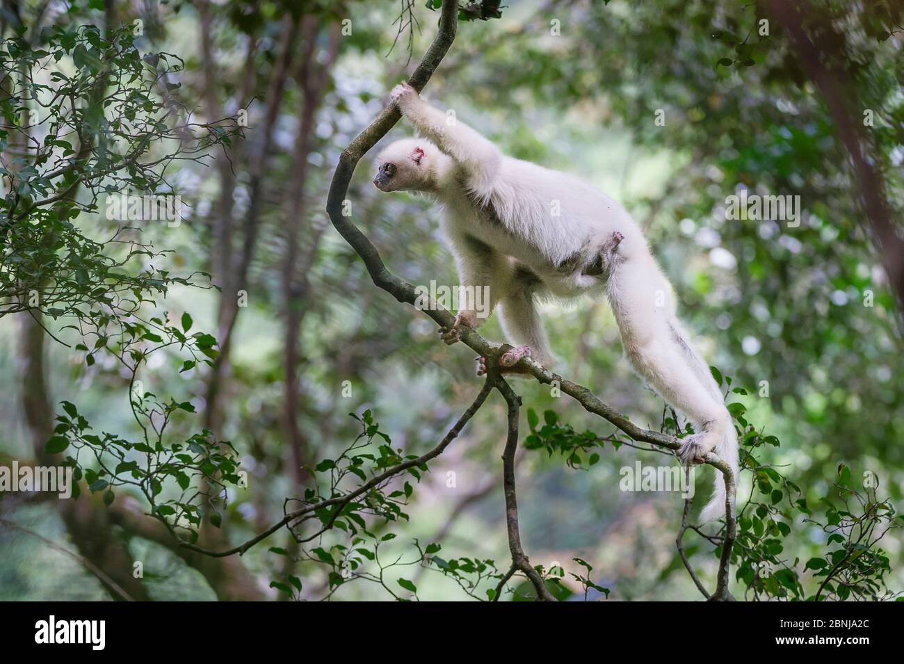 Silky Sifaka (Propithecus candidus) female with infant. Marojejy ...