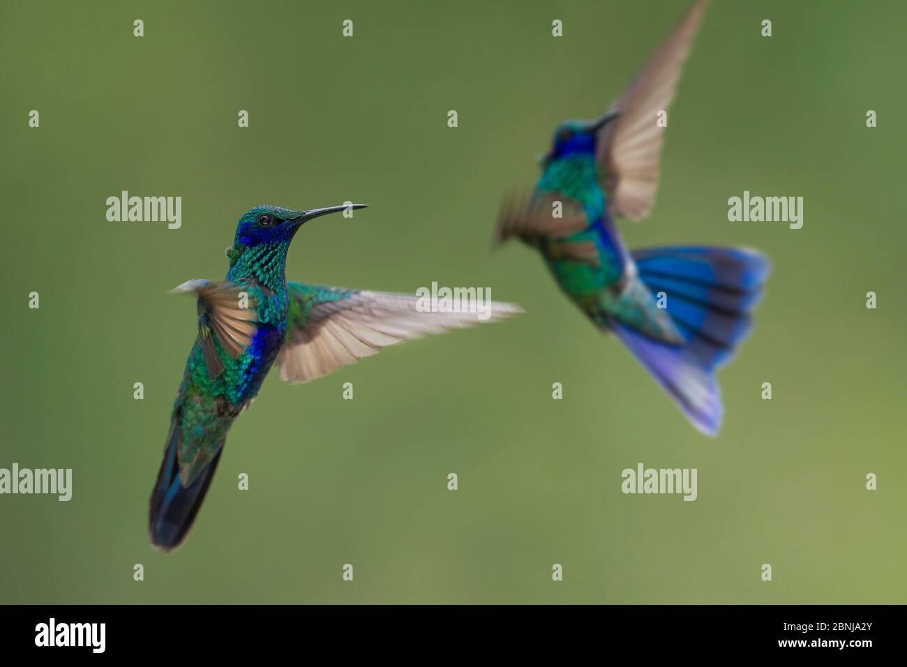Colibrí jardín hi-res stock photography and images - Alamy