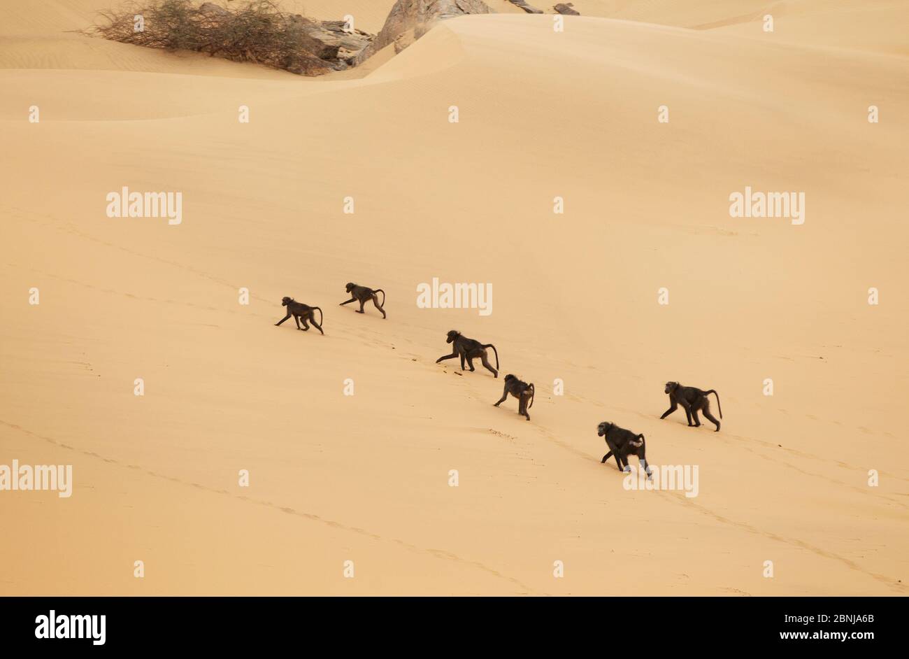 Chacma baboon (Papio ursinus) in desert environment, Kunene River ...