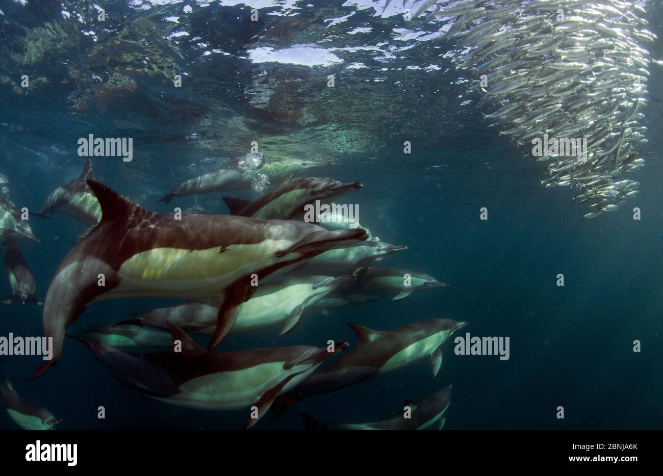 Long beaked common dolphins hi-res stock photography and images - Alamy