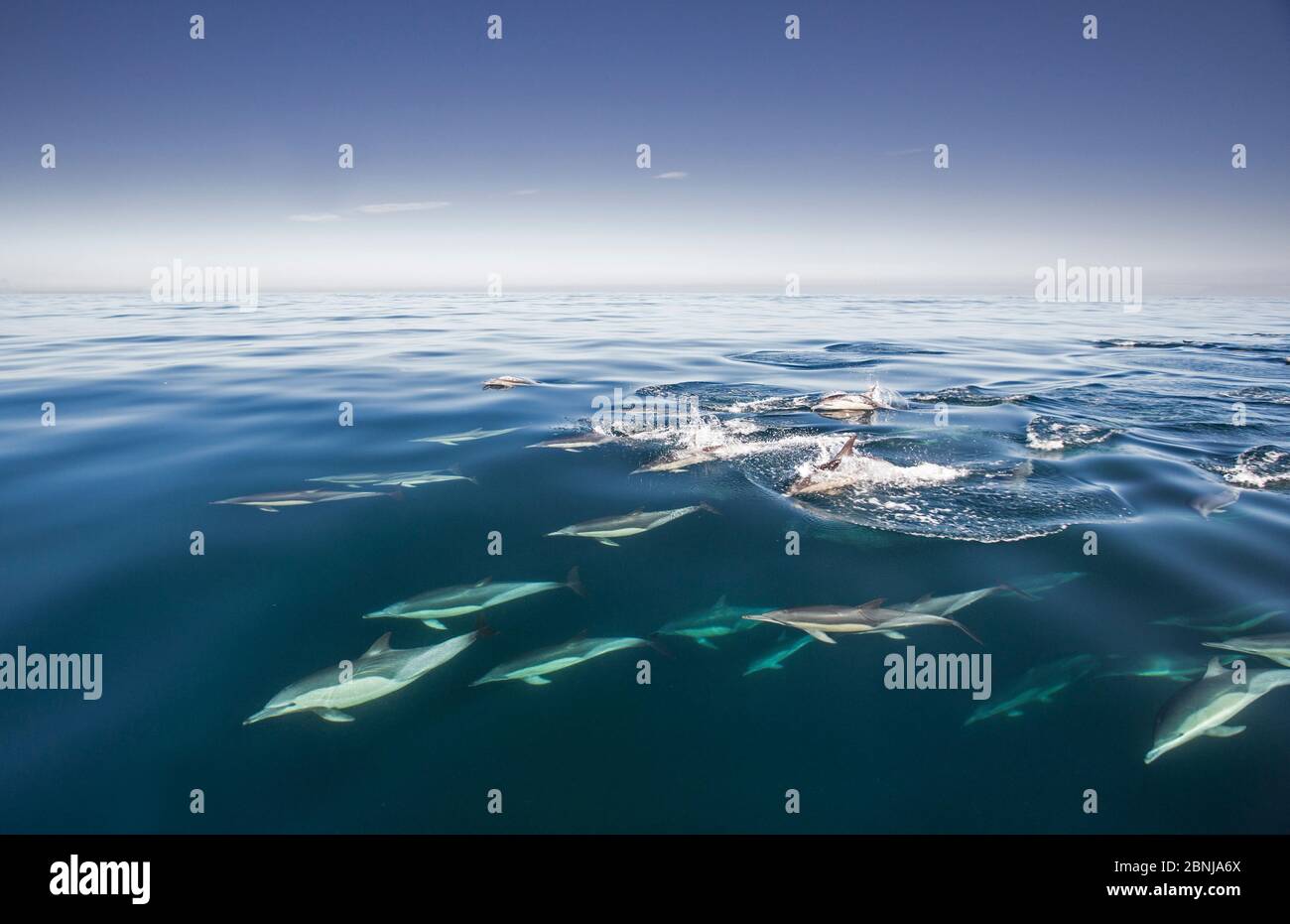 Delphinus bairdii hi-res stock photography and images - Alamy