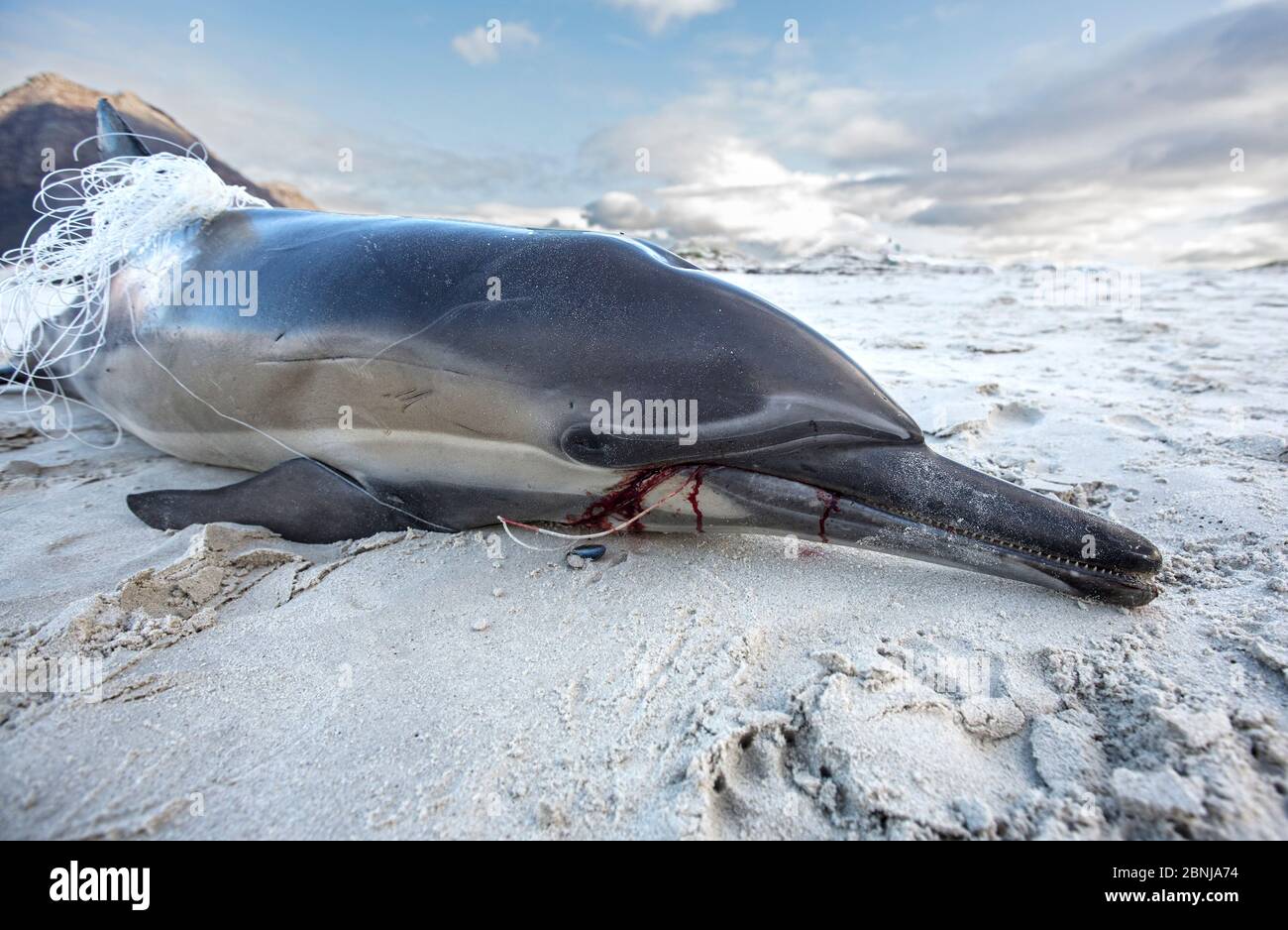 Water Pollution Dolphins