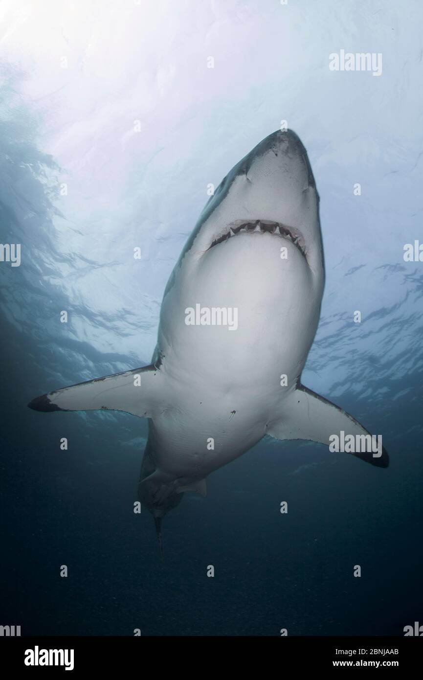 Great White Shark From Below