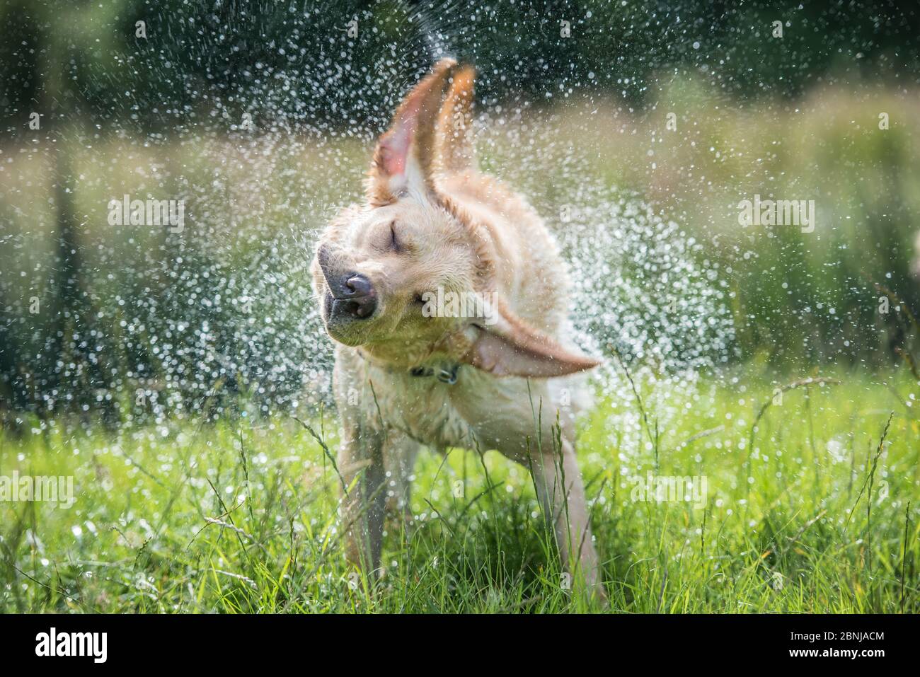 Golden Labrador shaking off water, United Kingdom, Europe Stock Photo ...