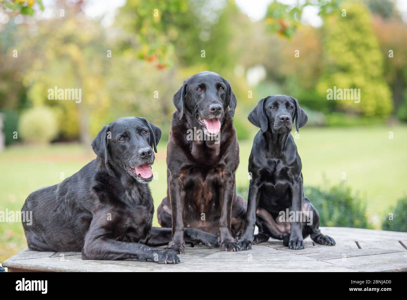 European Black Labrador