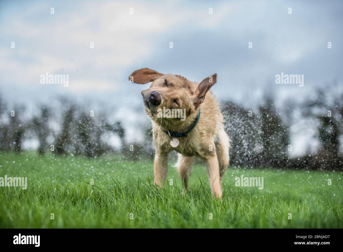 Wet labrador shaking off, United Kingdom, Europe Stock Photo - Alamy