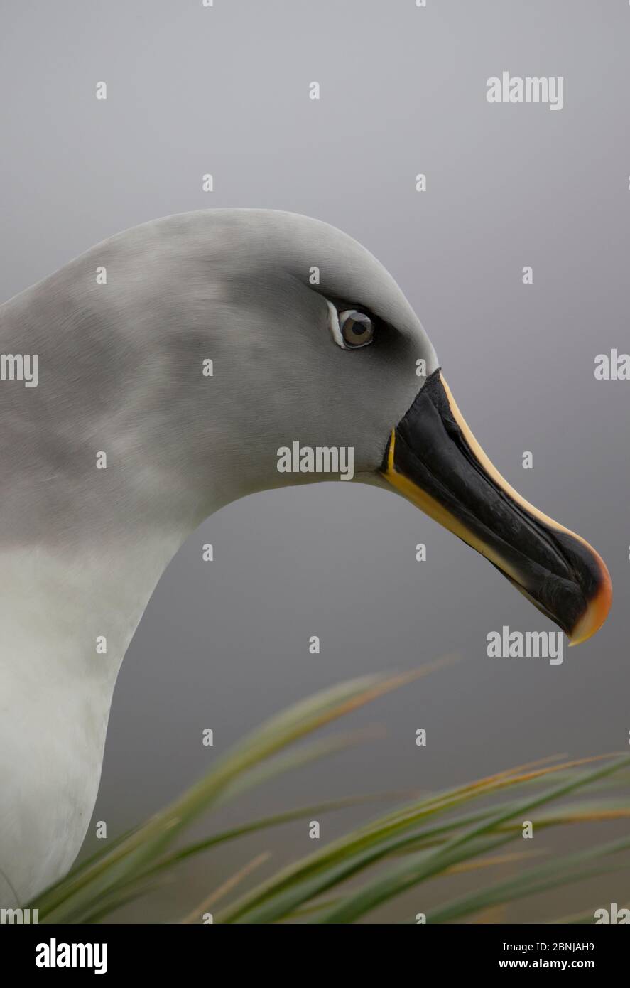 Grey headed albatross (Thalassarche chrysostoma) head profile potrait ...