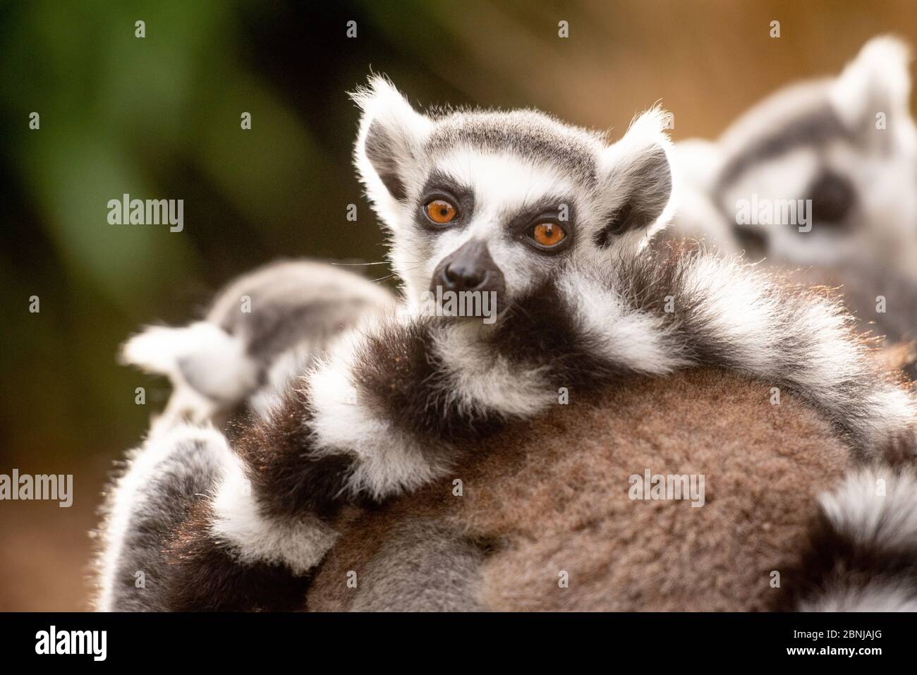 Ring-tailed lemurs in captivity, United Kingdom, Europe Stock Photo - Alamy