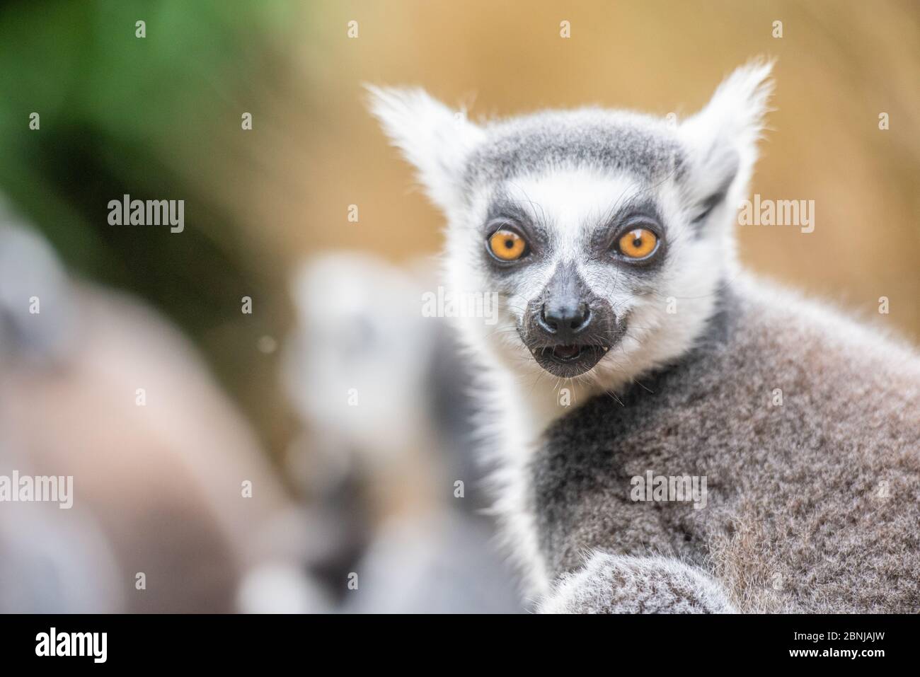 Ring tailed lemurs madagascar hi-res stock photography and images - Alamy
