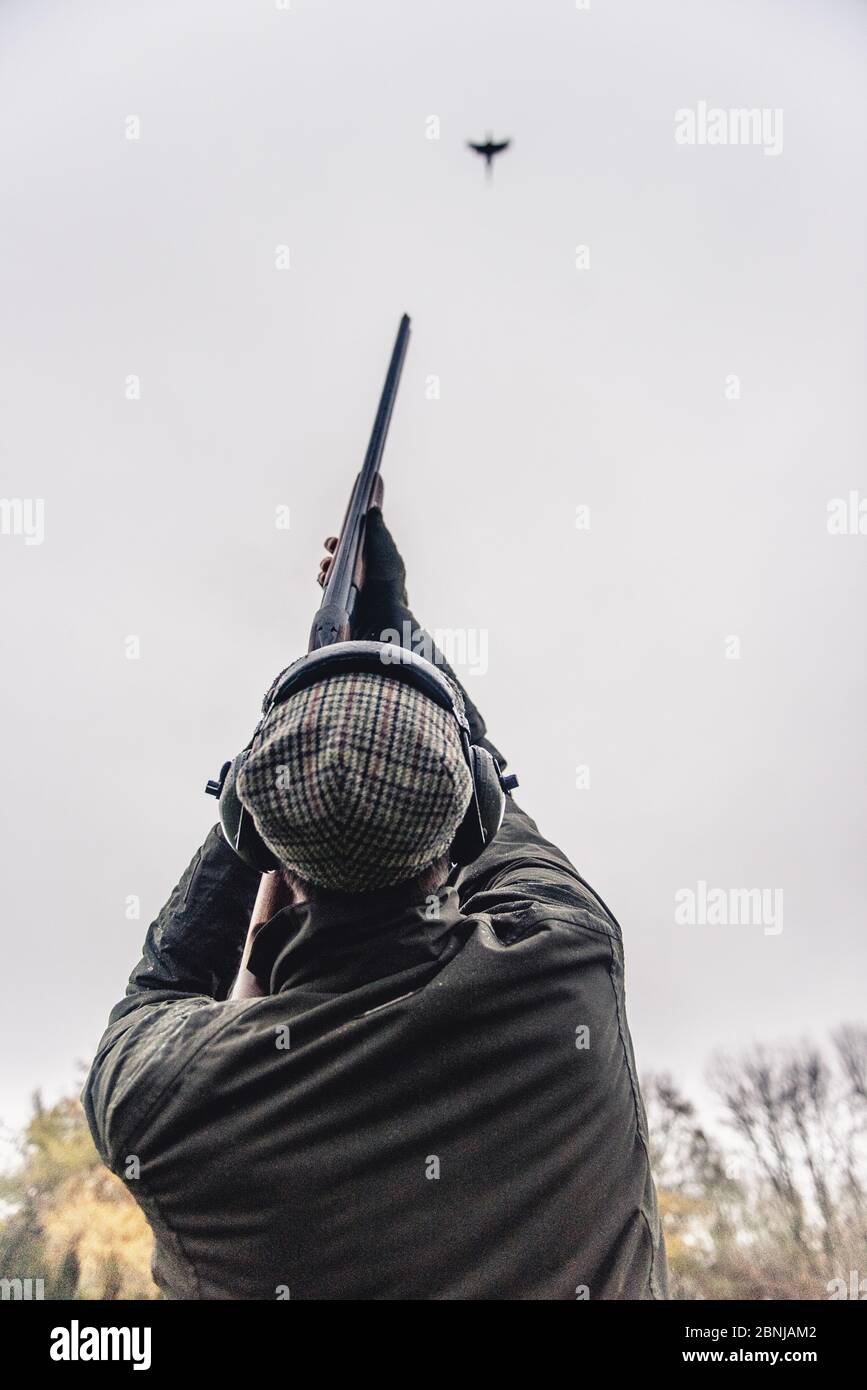 Vertical image of a gun aiming at a pheasant flying overhead, United ...