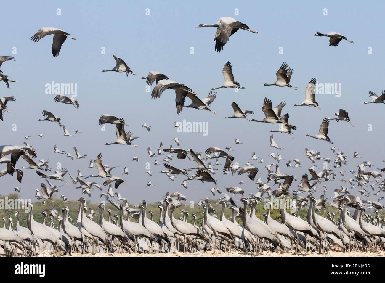 Demoiselle crane (Anthropoides virgo) flock taking flight during winter ...