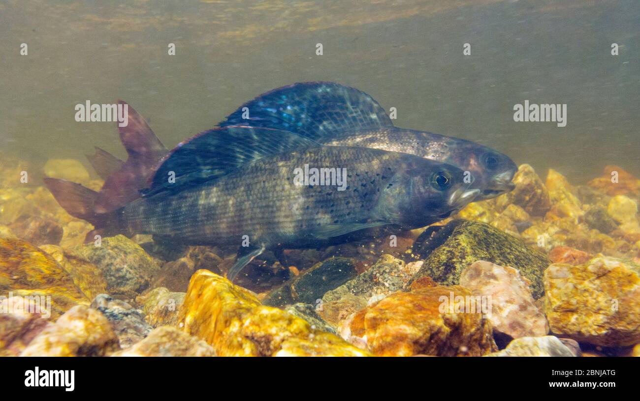North american salmonidae hi-res stock photography and images - Alamy