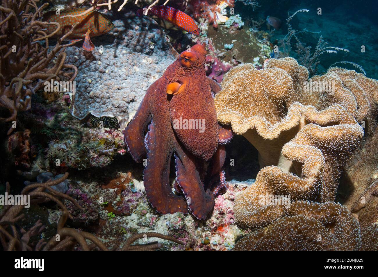 Common reef / Day octopus (Octopus cyanea) West Papua, Indonesia Stock ...