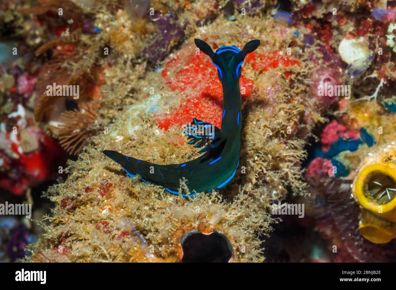 Morosa hi-res stock photography and images - Alamy