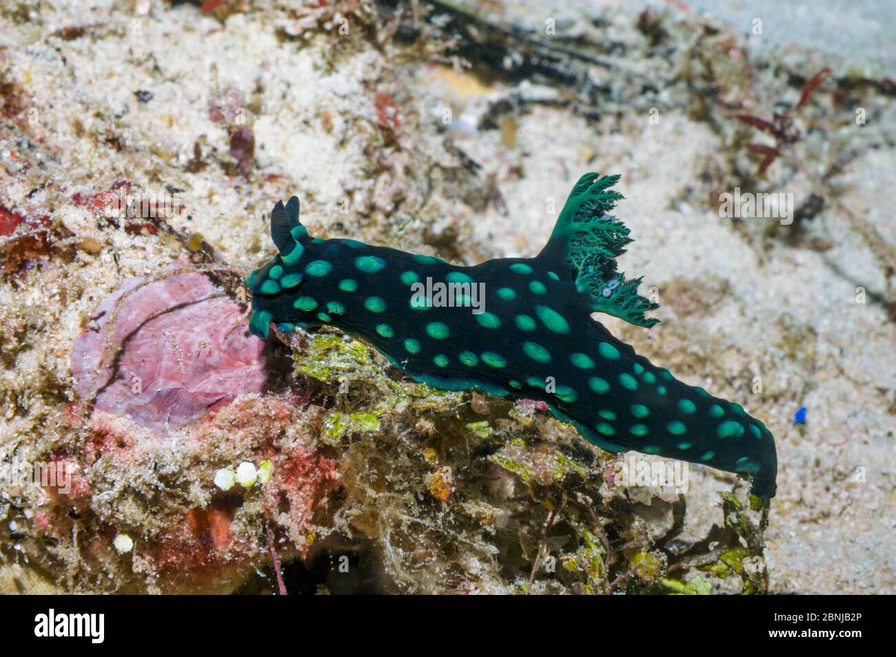Nudibranch (Nembrotha cristata) Lembeh Strait, North Sulawesi ...