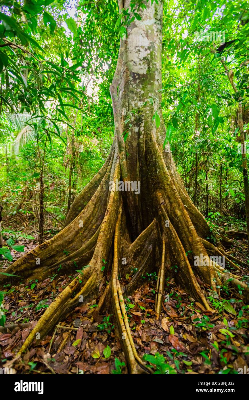One of the many trees that live in the Amazon Jungle, Peru, South ...