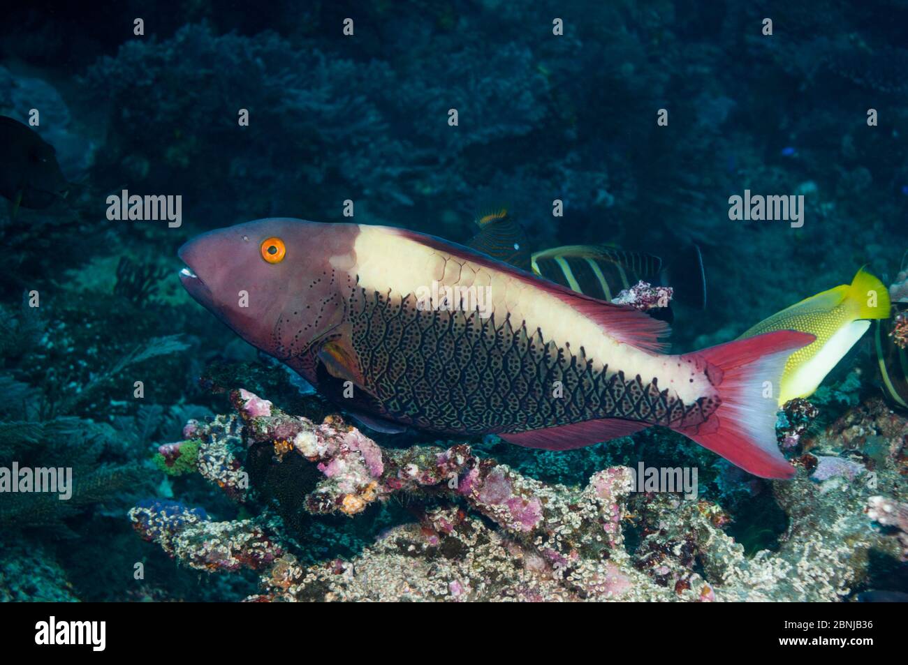 Bicolor Parrotfish