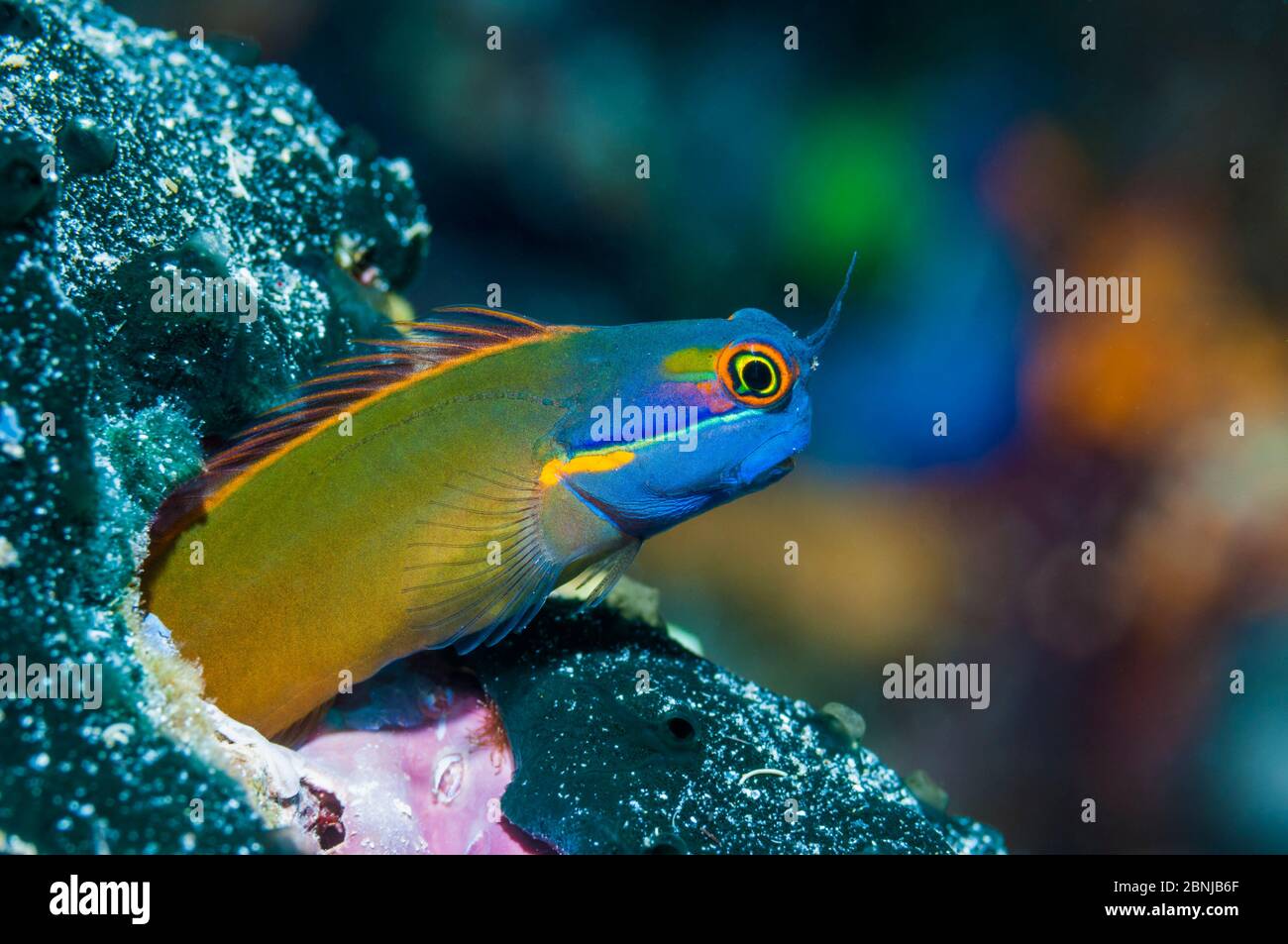 Tailspot blennie (Ecsenius stigmatura) Raja Ampat, West Papua ...