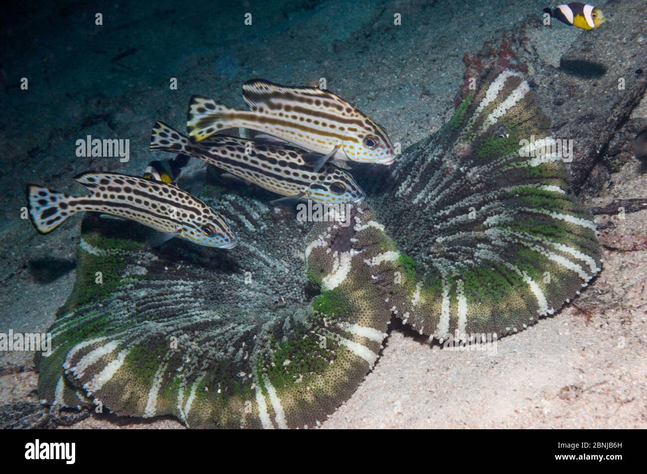 Diagramma labiosum hi-res stock photography and images - Alamy