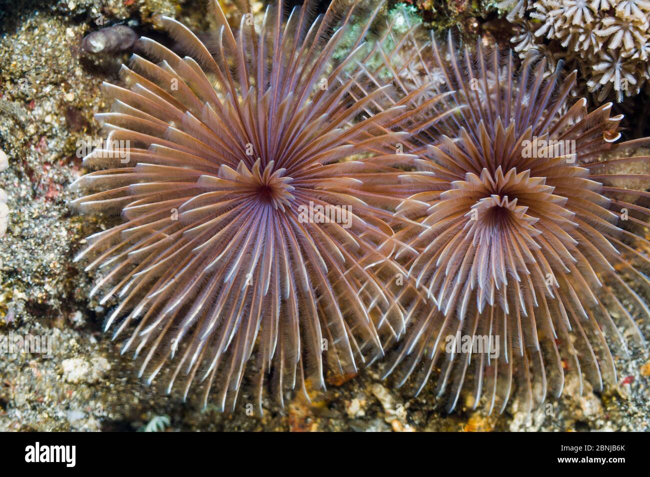Feather duster worm (Sabellidae) Rinca, Indonesia Stock Photo - Alamy